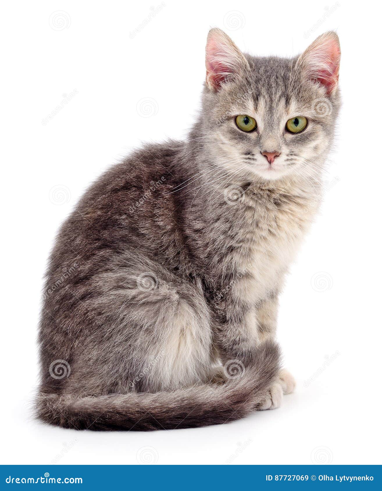 Klein grijs katje stock afbeelding. Image of katachtig - 87727069