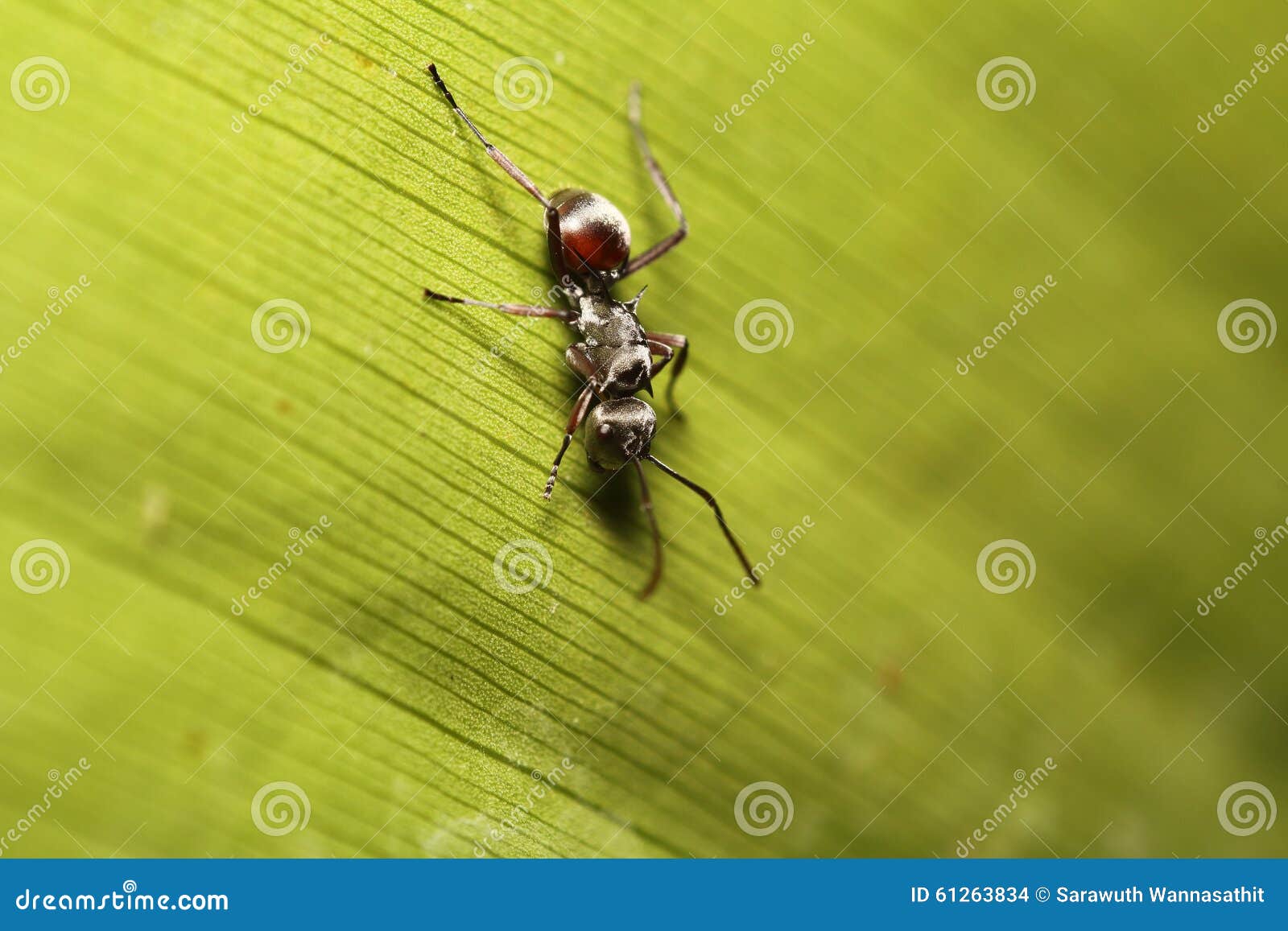 Klein insect en insect stock foto. Image of insecten - 61263834