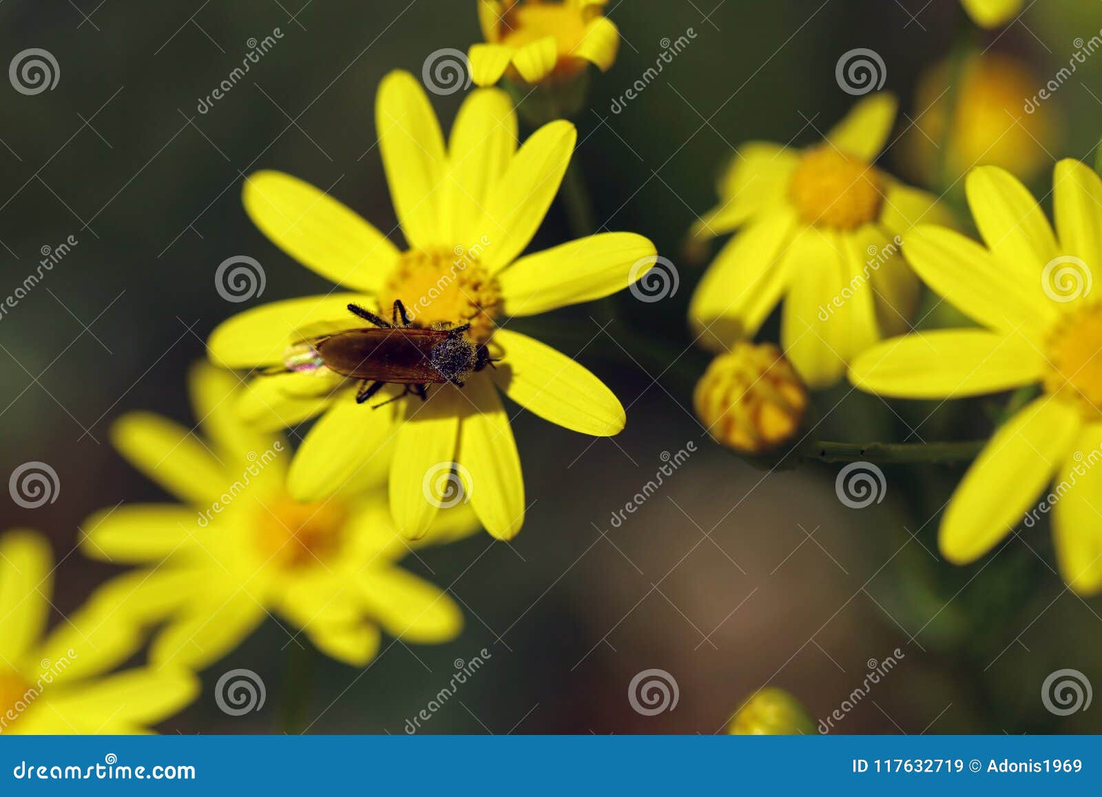 Klein Insect Op Gele Bloemen Stock Afbeelding - Image of bloeien, nave ...