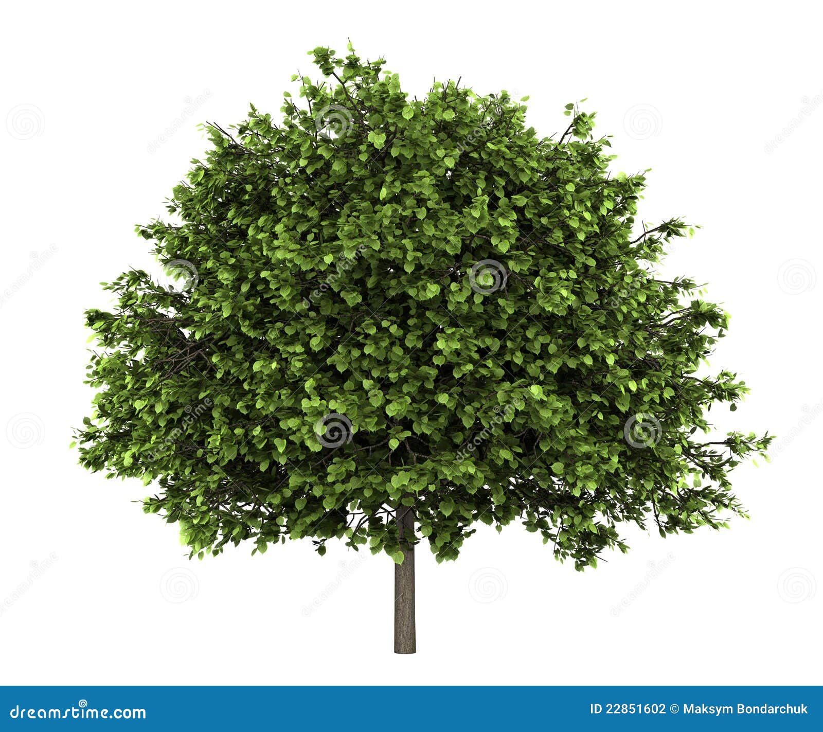 Klein-leaved Lindeboom Die Op Wit Wordt Geïsoleerdr Stock Illustratie ...