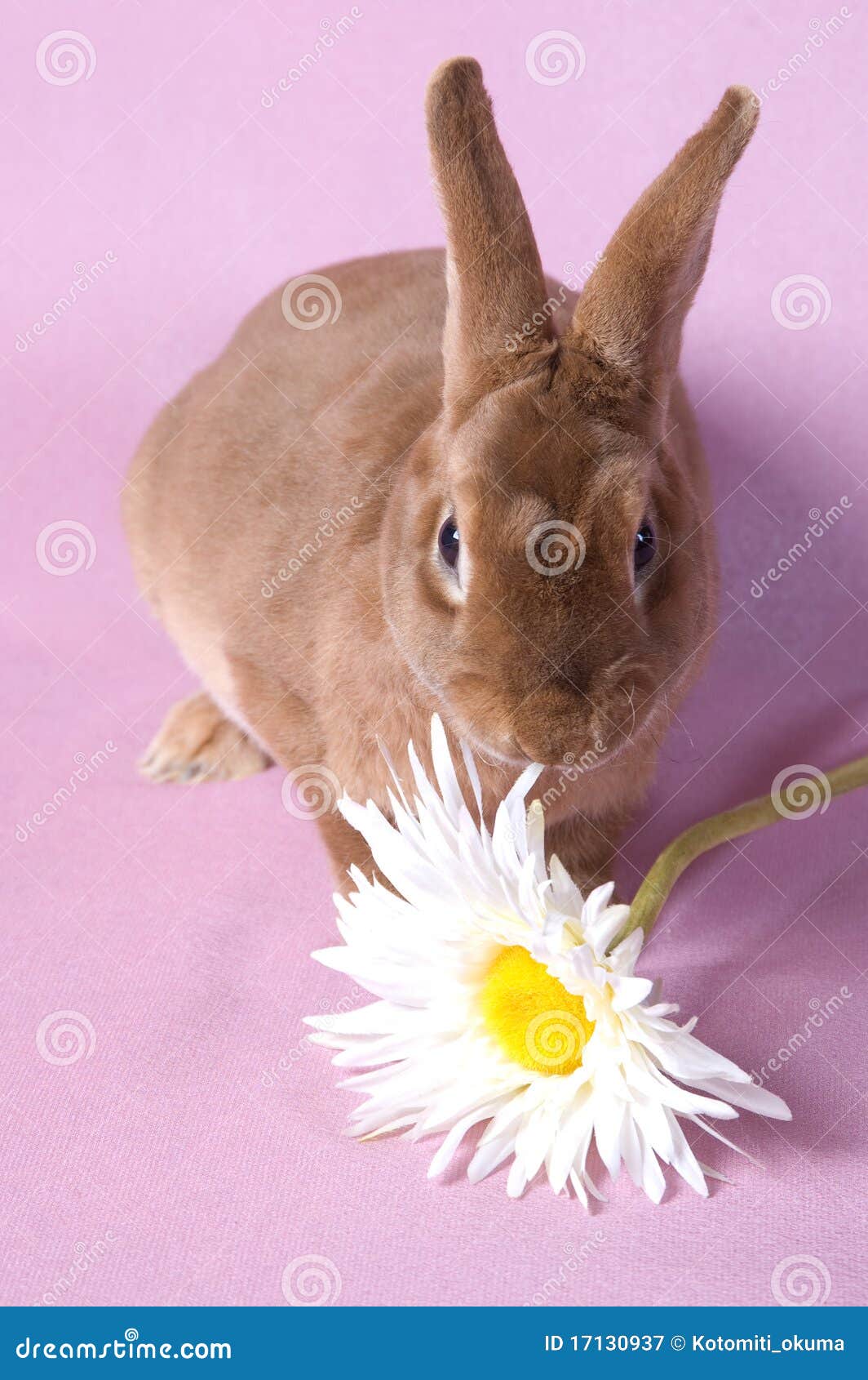 Klein pluizig konijn stock afbeelding. Image of kleur - 17130937