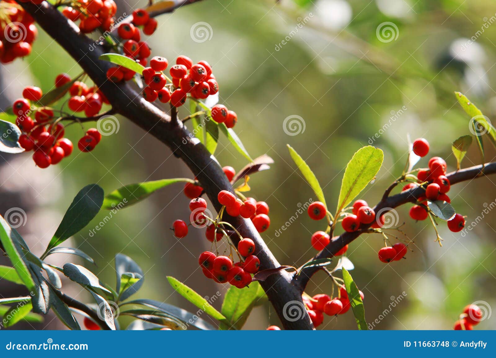 Klein rood fruit stock foto. Image of boom, groen, installatie - 11663748