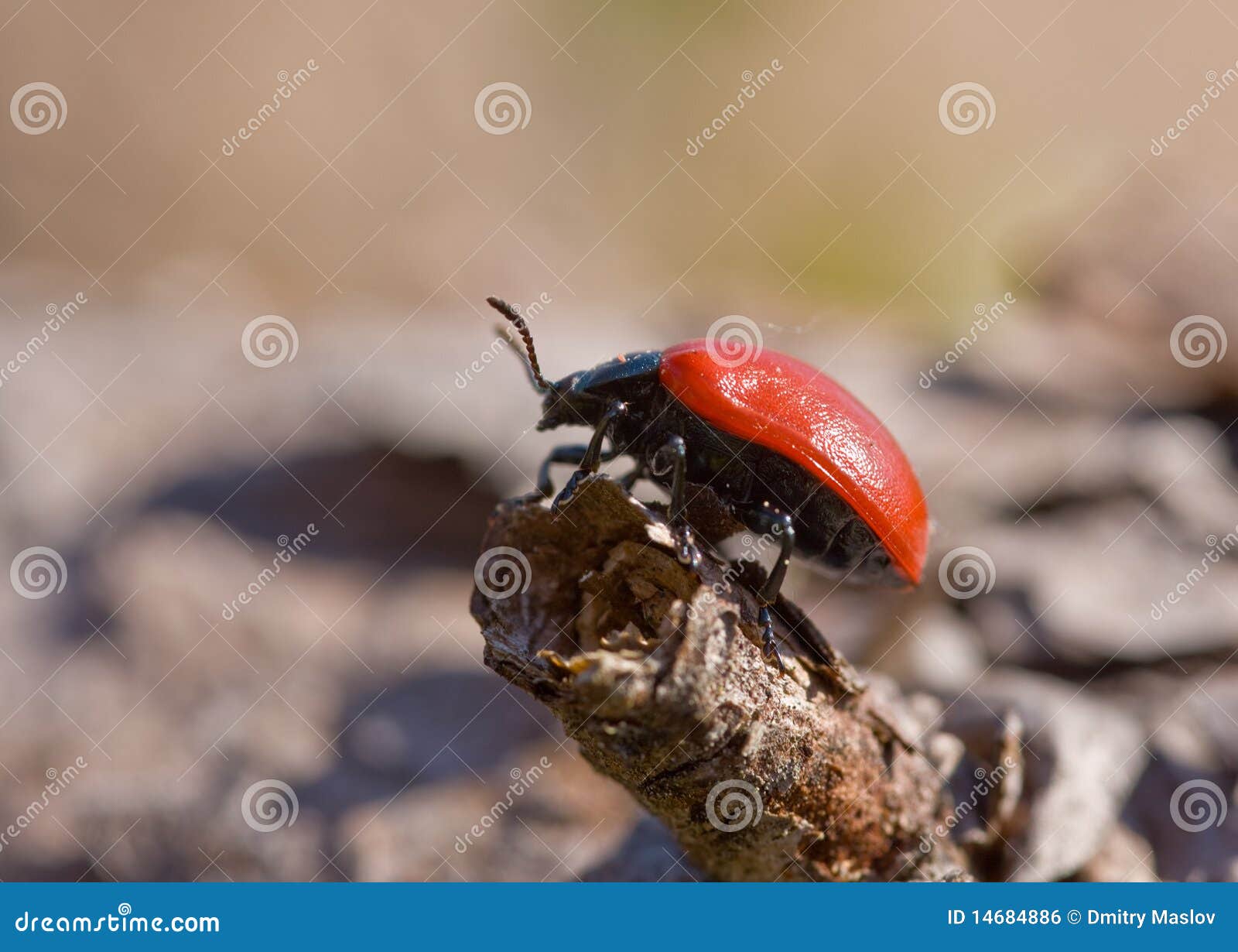 Klein rood insect stock foto. Image of pijnboom, leven - 14684886
