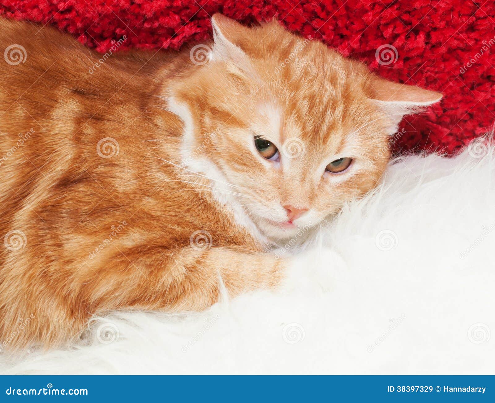 Klein Rood Katje Met Gele Ogen Die, Het Loensen Liggen Stock Afbeelding ...