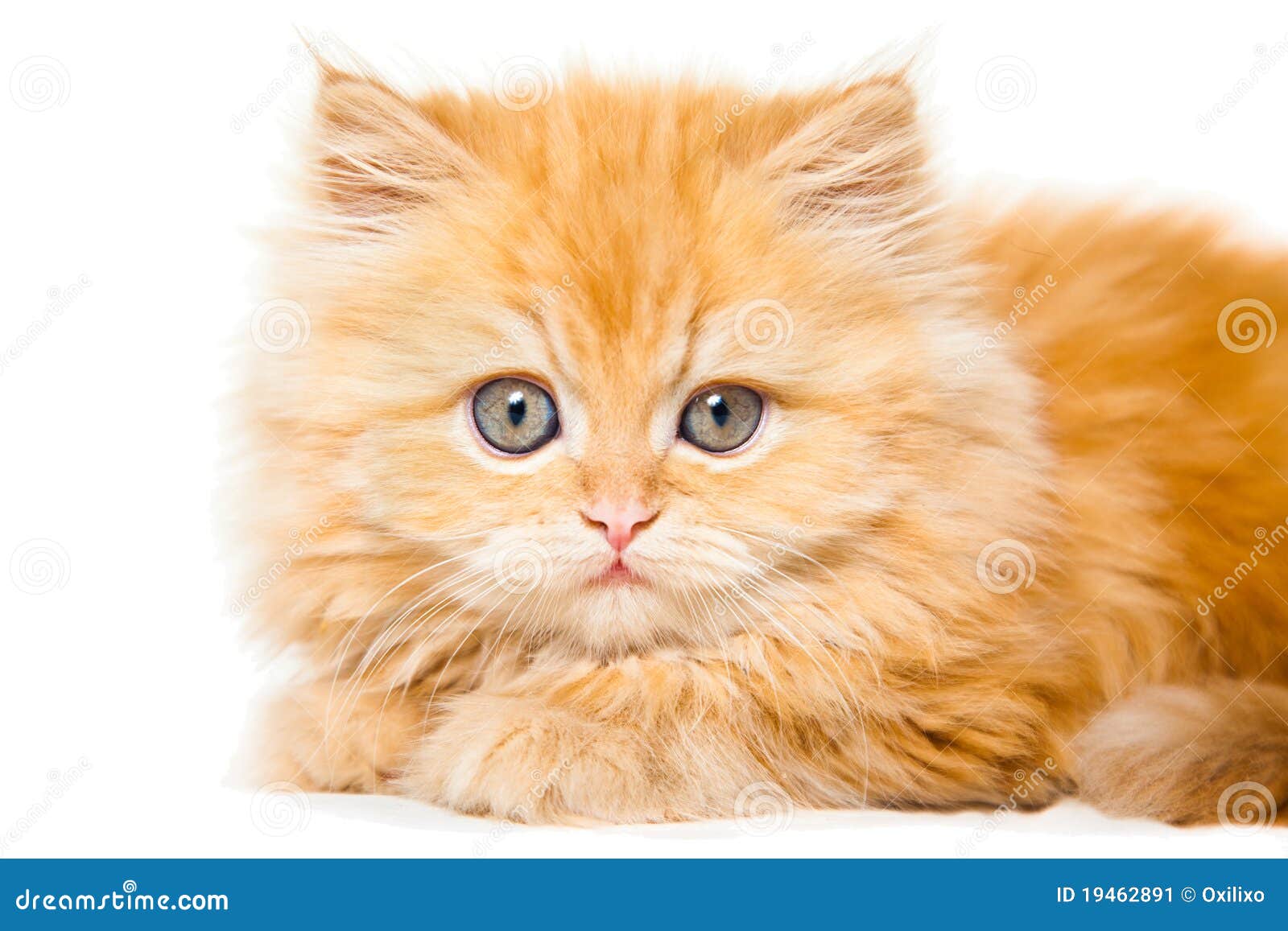 Klein rood Perzisch katje stock afbeelding. Image of rauw - 19462891