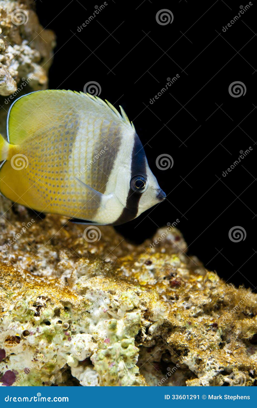 Klein s Butterflyfish stock image. Image of kleins, butterflyfish ...