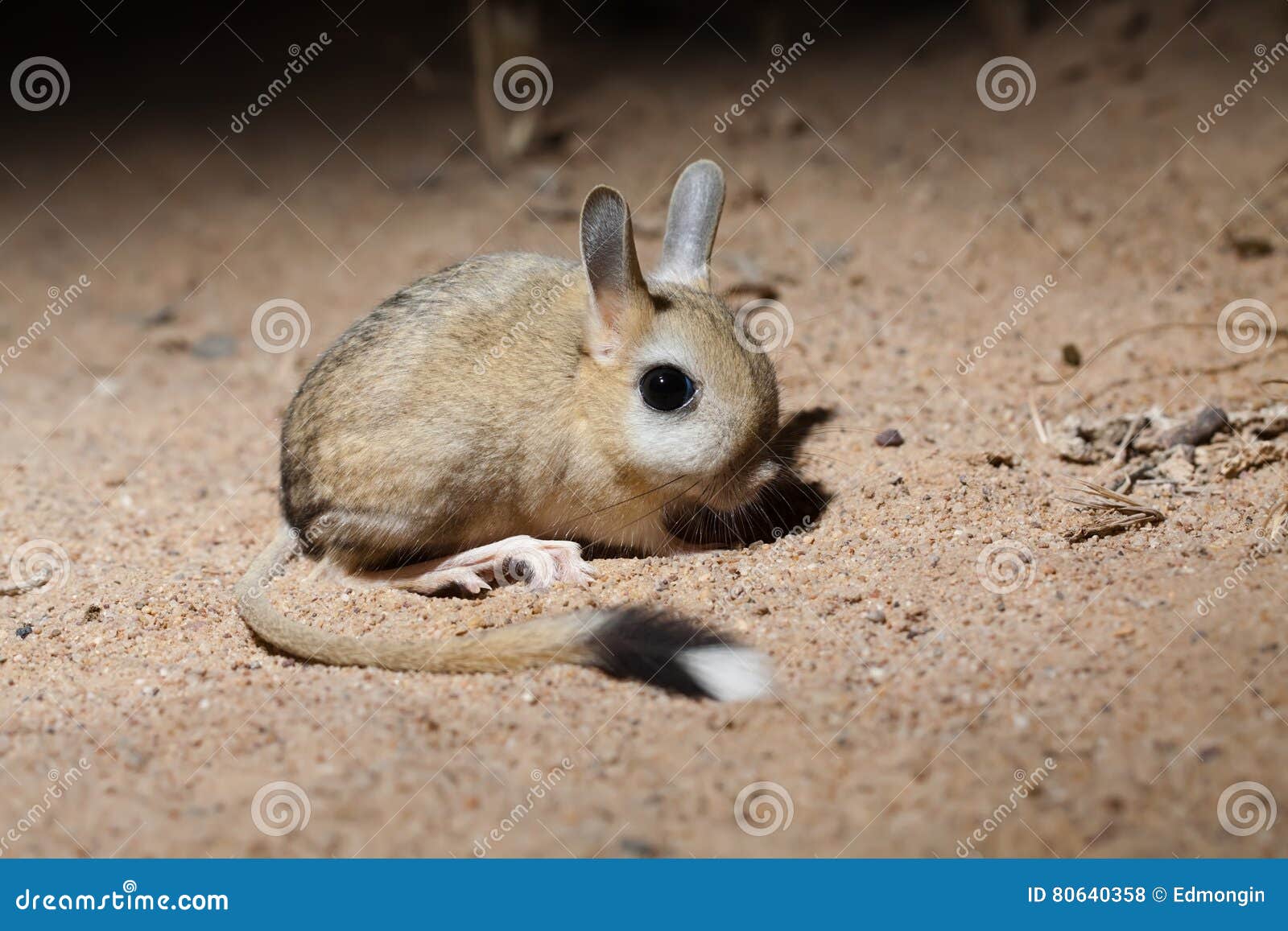 Klein Vijf-toed Springmuis Allactaga Elater Stock Foto - Image of oren ...