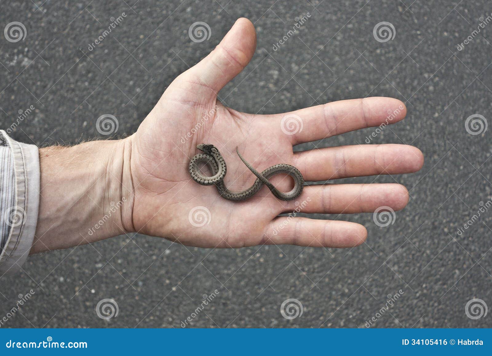 Kleine adder in de hand stock foto. Image of geneeskunde - 34105416