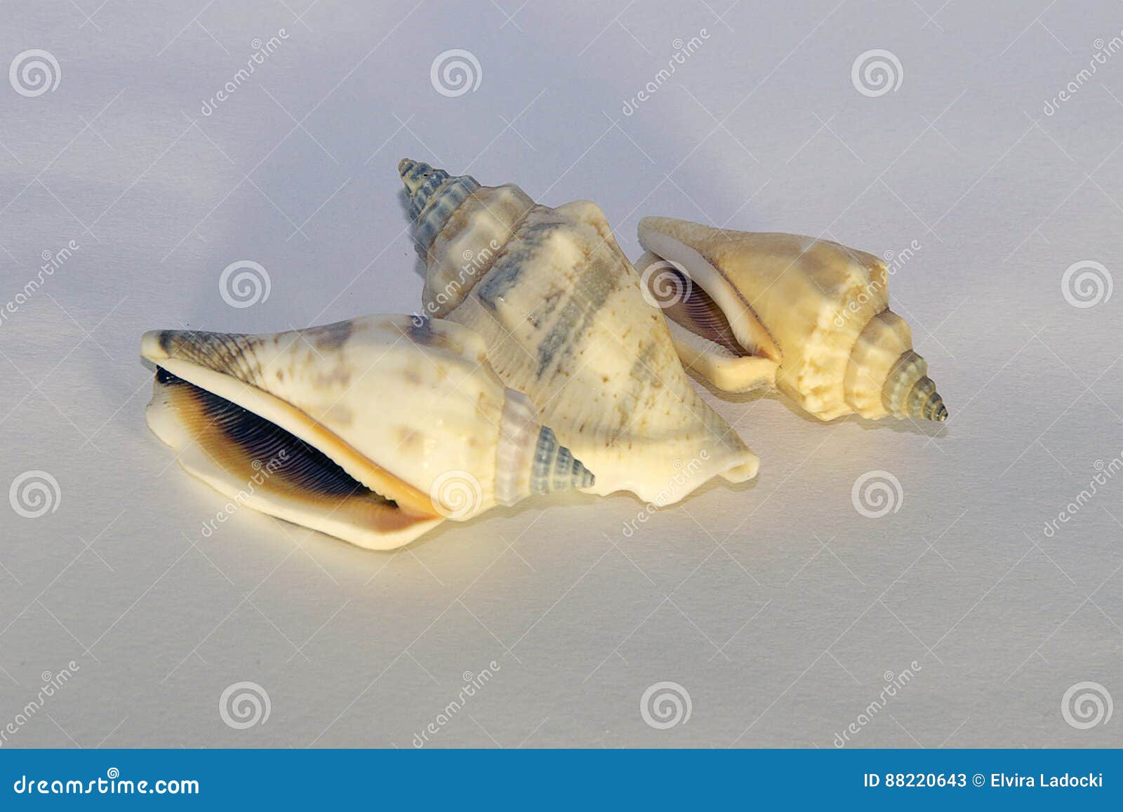 Kleine alikruiken stock afbeelding. Image of voorwerp - 88220643