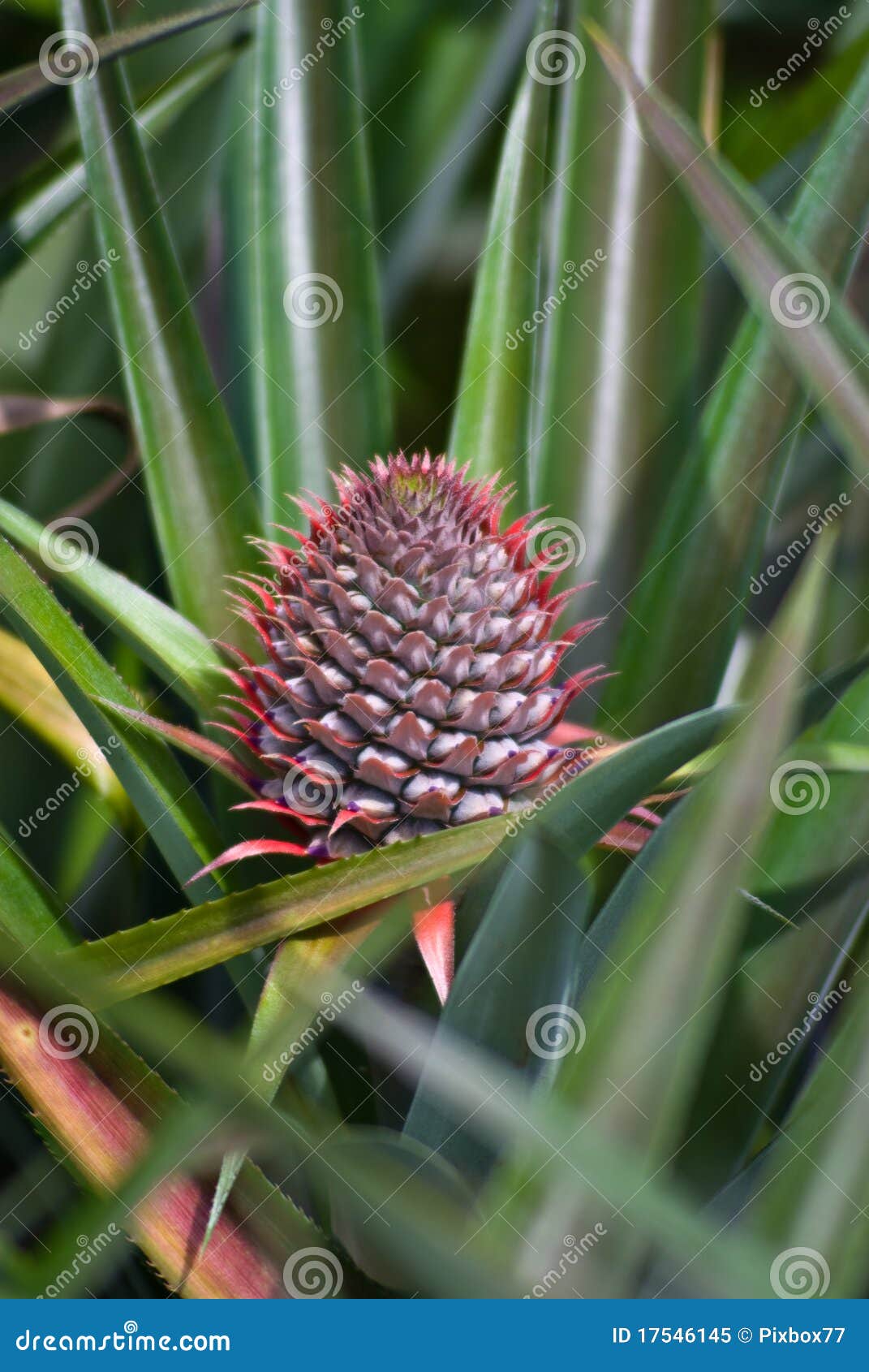 Kleine ananas op boom stock afbeelding. Image of tuin - 17546145