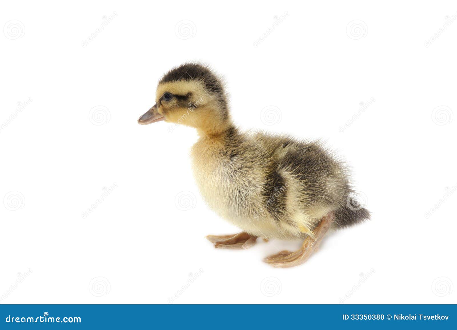 Kleine Baby-Ente stockfoto. Bild von weichheit, unten - 33350380