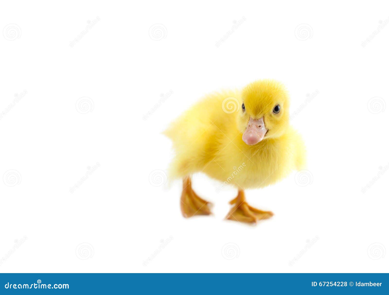 Kleine Baby-Ente stockfoto. Bild von schätzchen, nett - 67254228