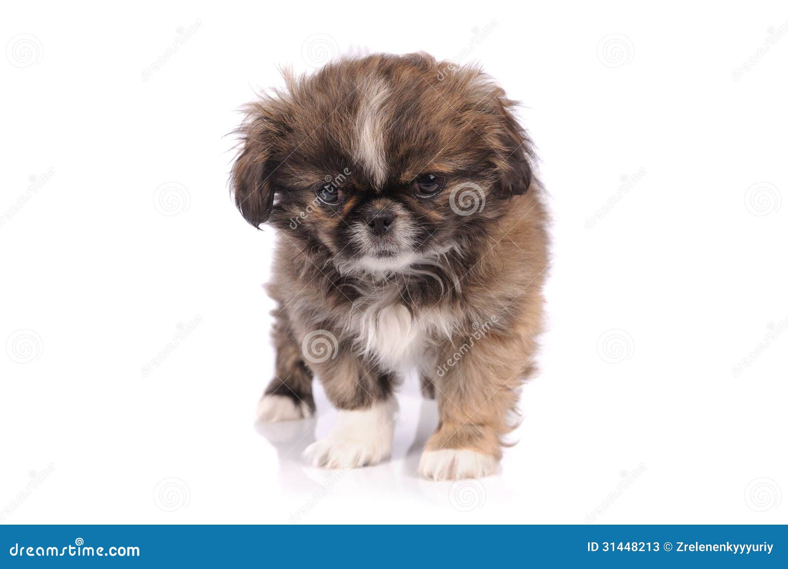 Kleine baby pekingese hond stock afbeelding. Image of rasecht - 31448213