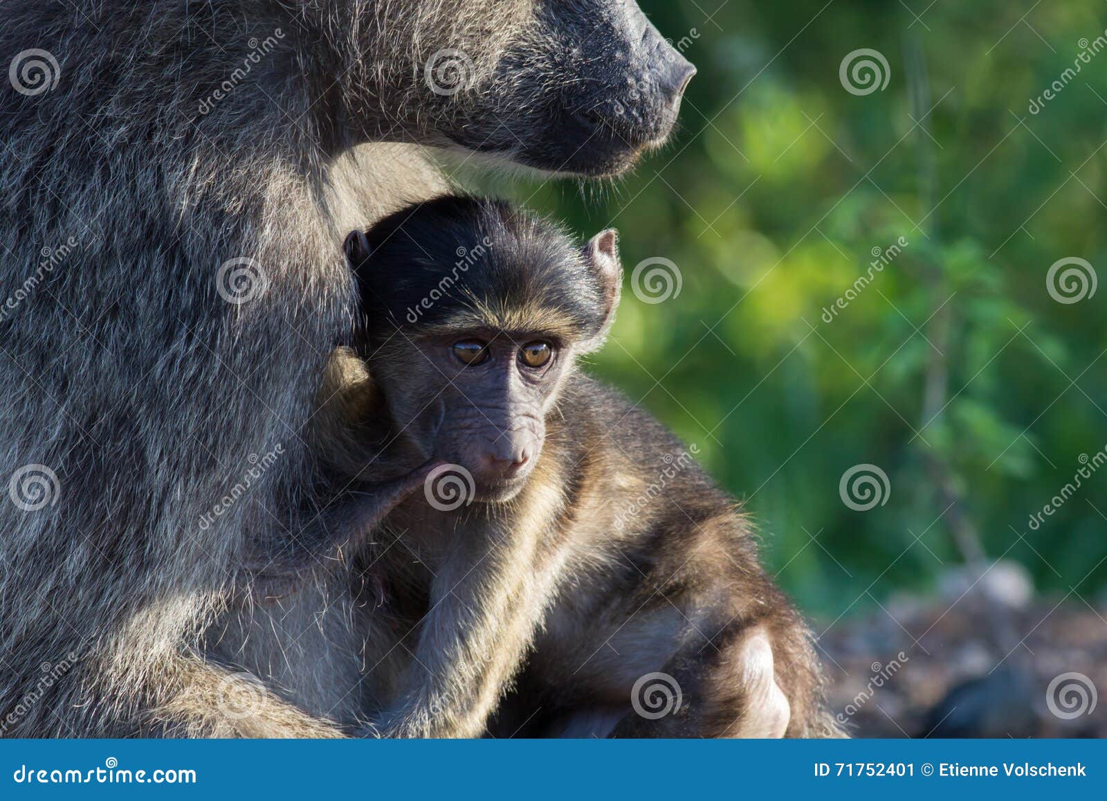 Kleine Baviaan in De Greep Van De Moeder Stock Afbeelding - Image of ...