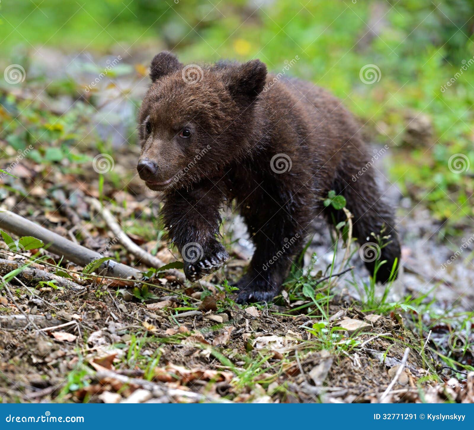 Kleine Beer stock afbeelding. Image of thema, bruin, roofdier - 32771291