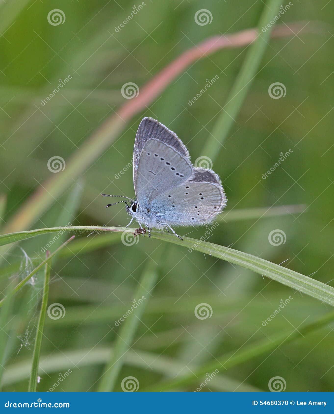 Kleine Blauwe Vlinder stock foto. Image of zomer, macro - 54680370