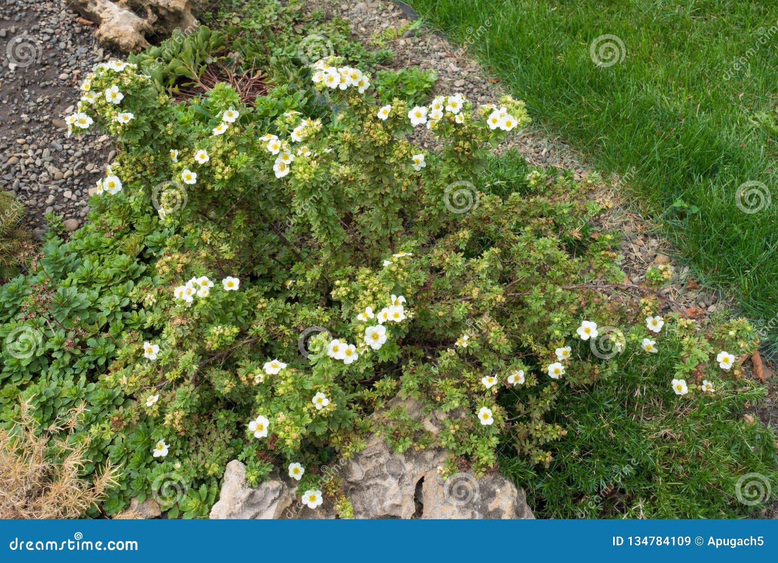 Kleine Bloeiende Struik Van Dasiphora-fruticosa in De Rotstuin Stock ...