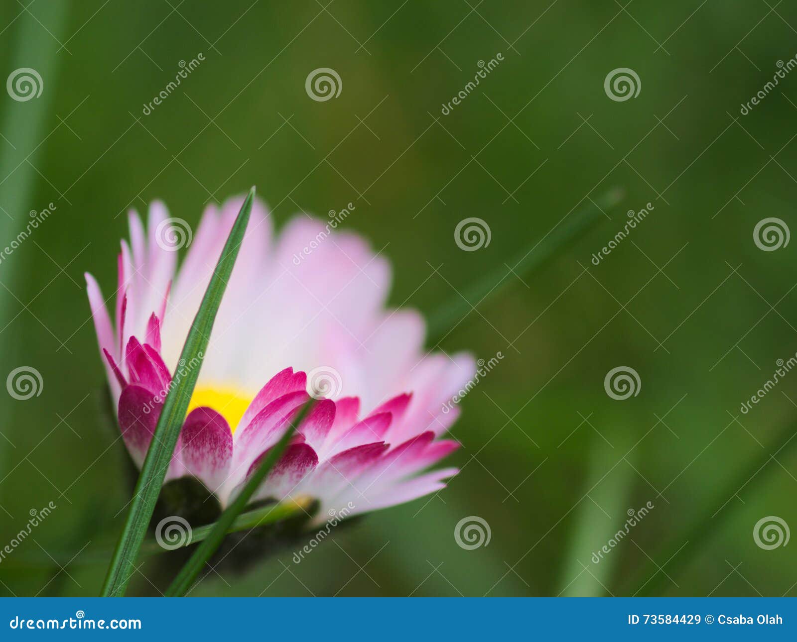 Kleine Blume in Der Makrophotographie Stockbild - Bild von grün ...