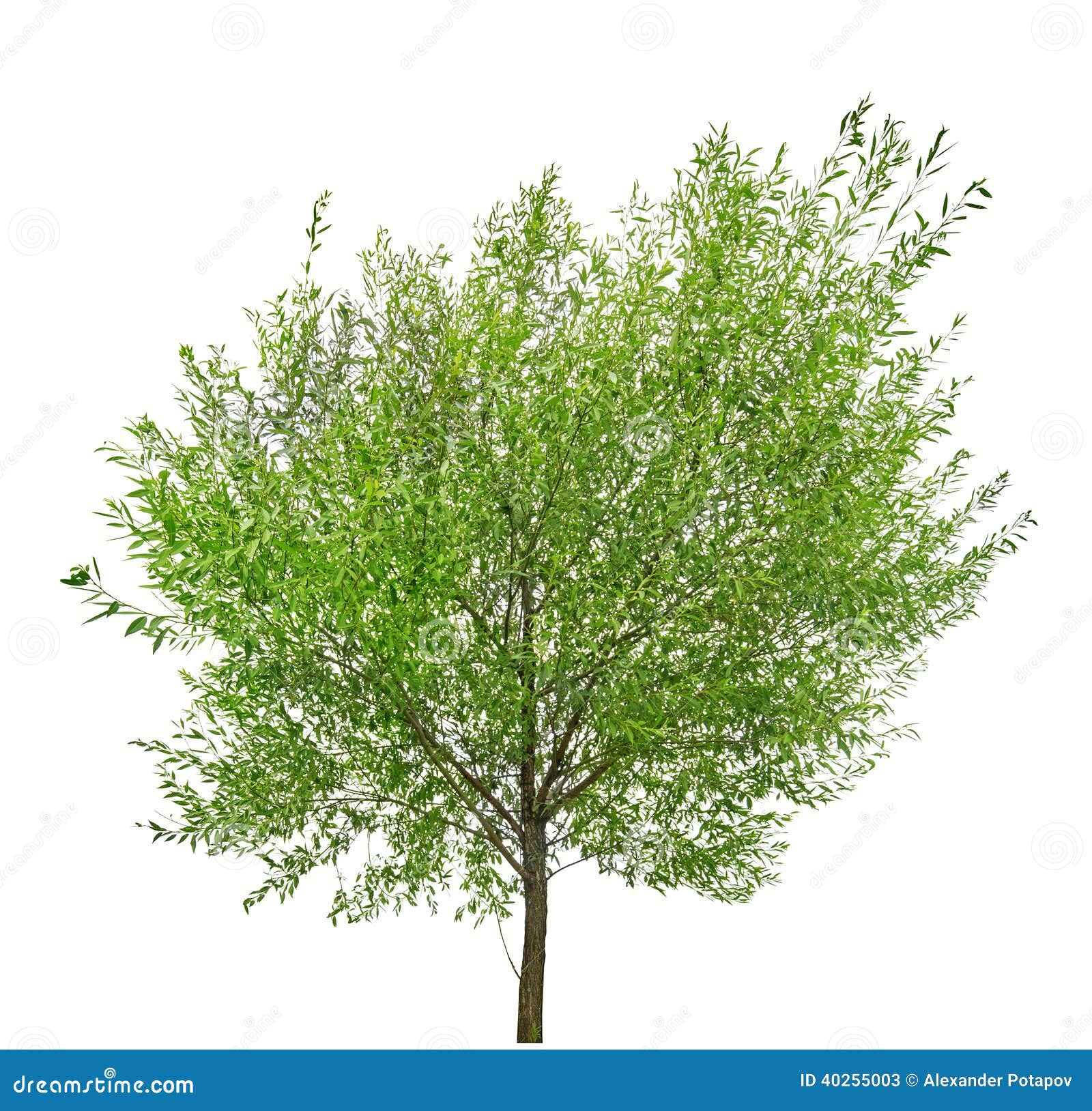 Kleine Boom Op Wit Met Groene Bladeren Stock Afbeelding - Image of boom ...