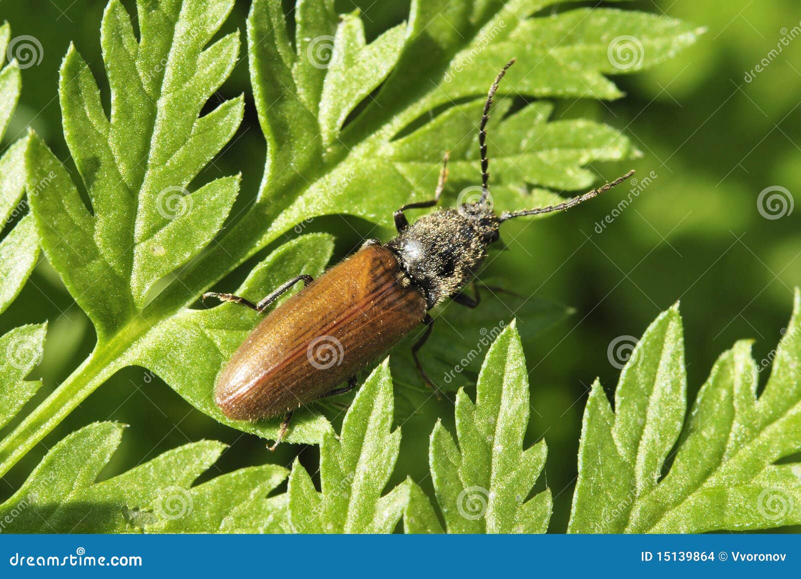 Kleine Bruine Kever stock foto. Image of blad, kleur - 15139864