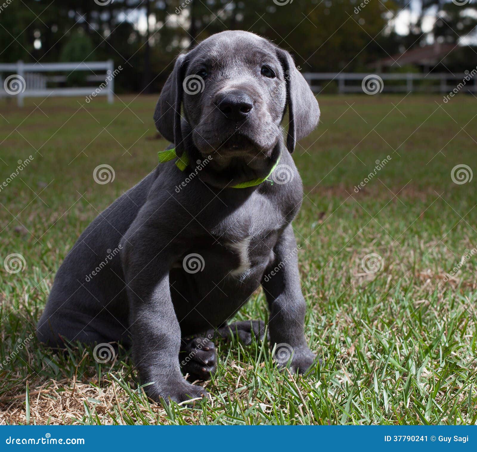 Kleine Deutsche Dogge stockbild. Bild von gras, schwarzes - 37790241