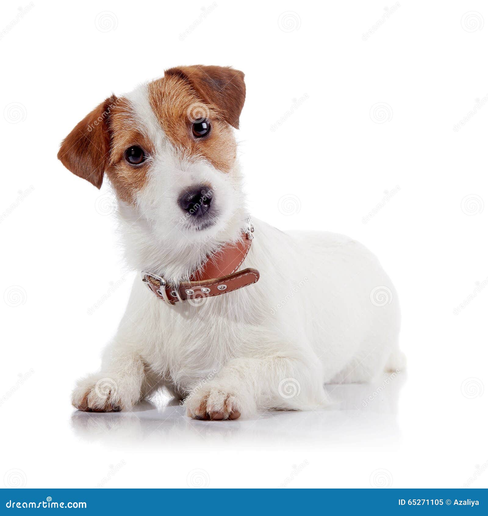 Kleine Doggie Van Ras Jack Russell Terrier Stock Afbeelding - Image of ...