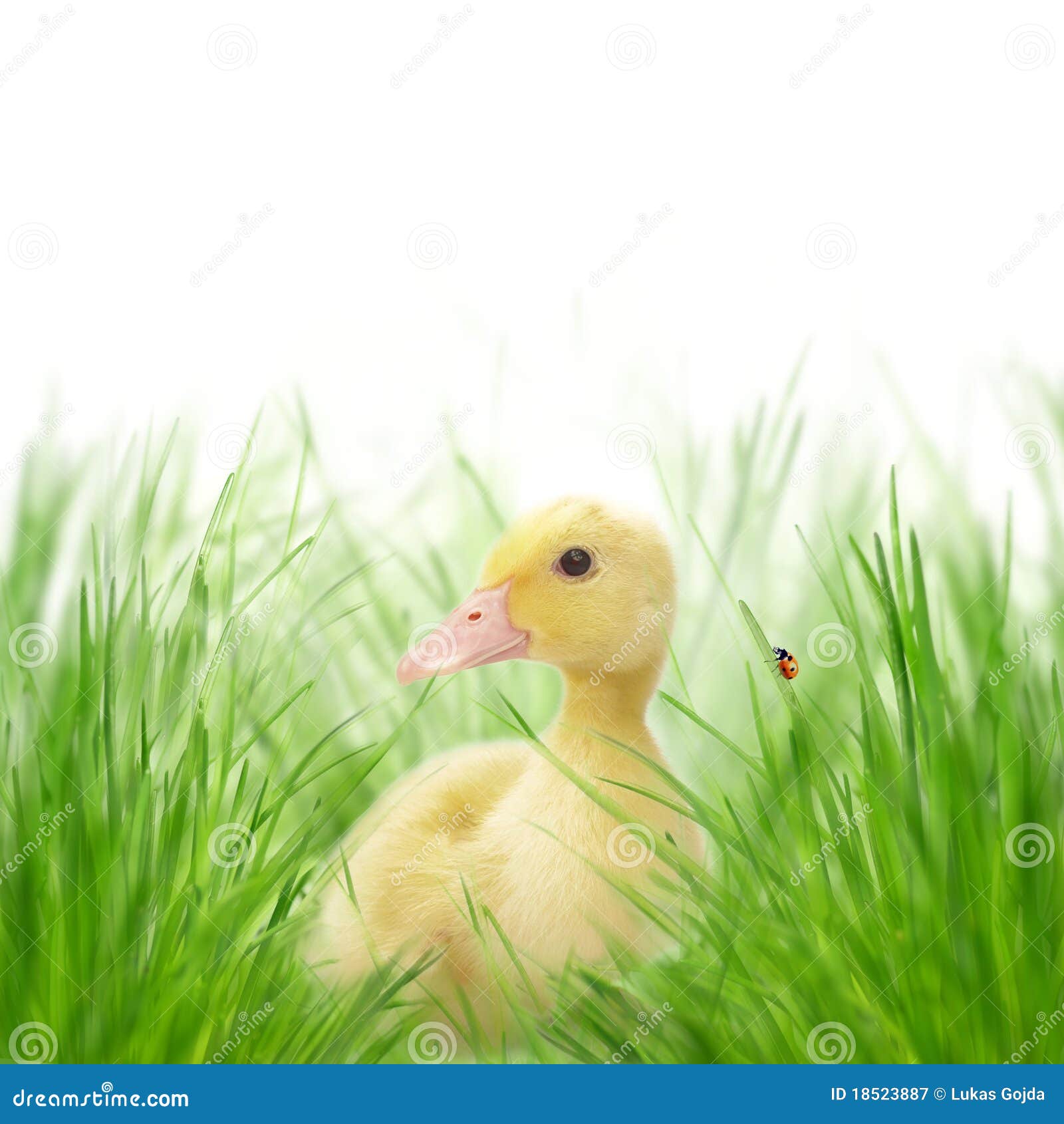 Kleine Ente stockbild. Bild von schnabel, gras, tier - 18523887