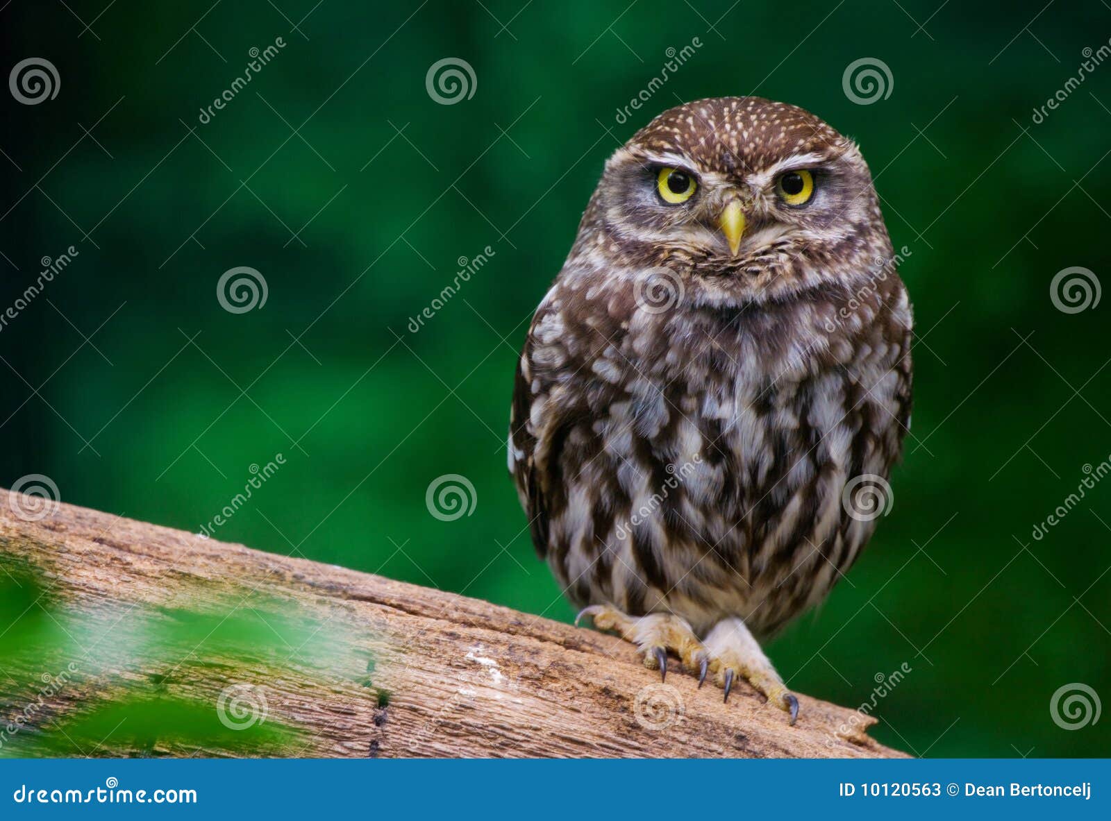 Kleine Eule stockbild. Bild von baum, klug, graben, eule - 10120563