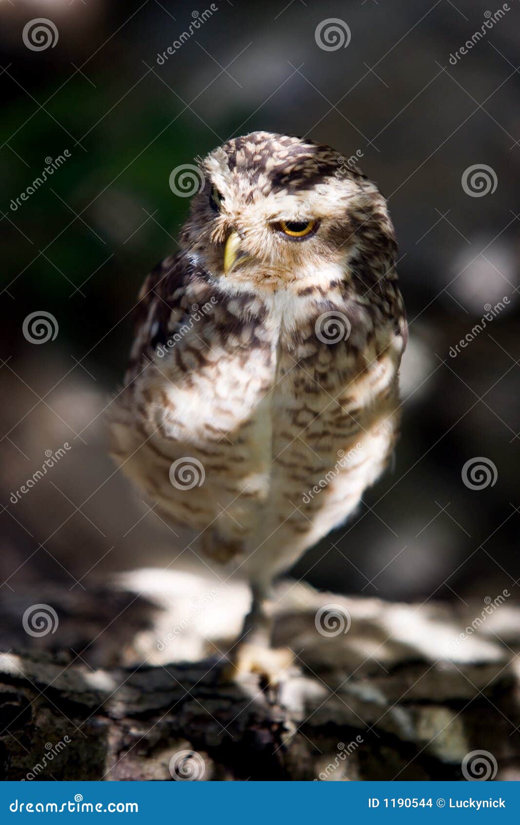 Kleine Eule Archivbilder - Abgabe des Download-1,180 geben Fotos frei