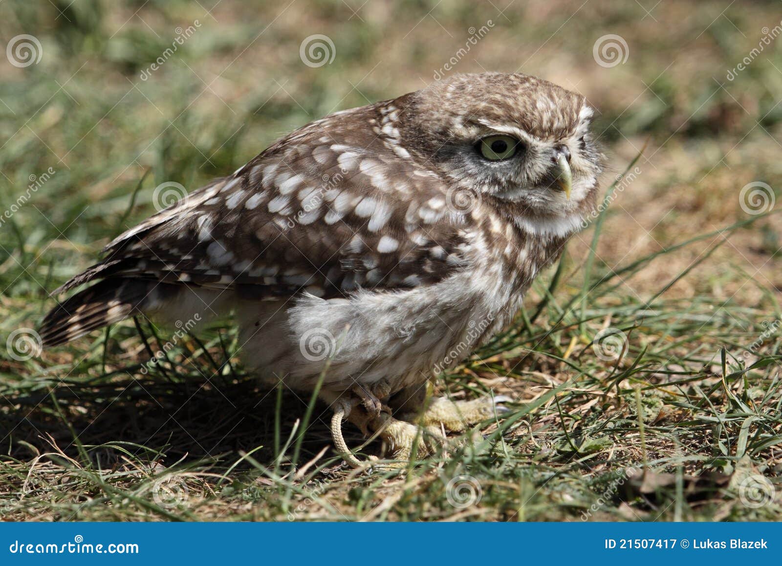 Kleine Eule stockbild. Bild von gras, athena, eule, tier - 21507417