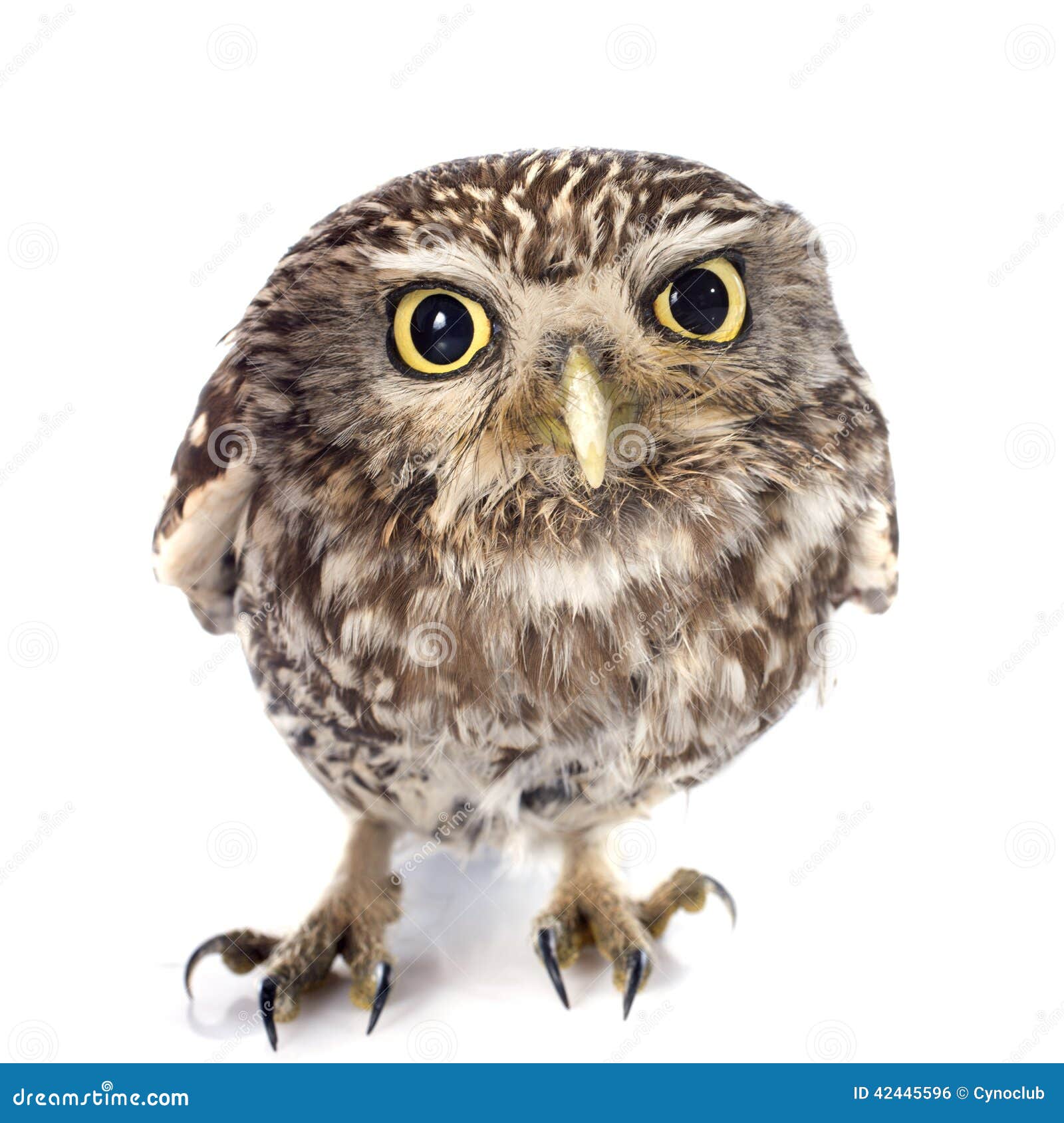 Kleine Eule stockfoto. Bild von hintergrund, athena, studio - 42445596