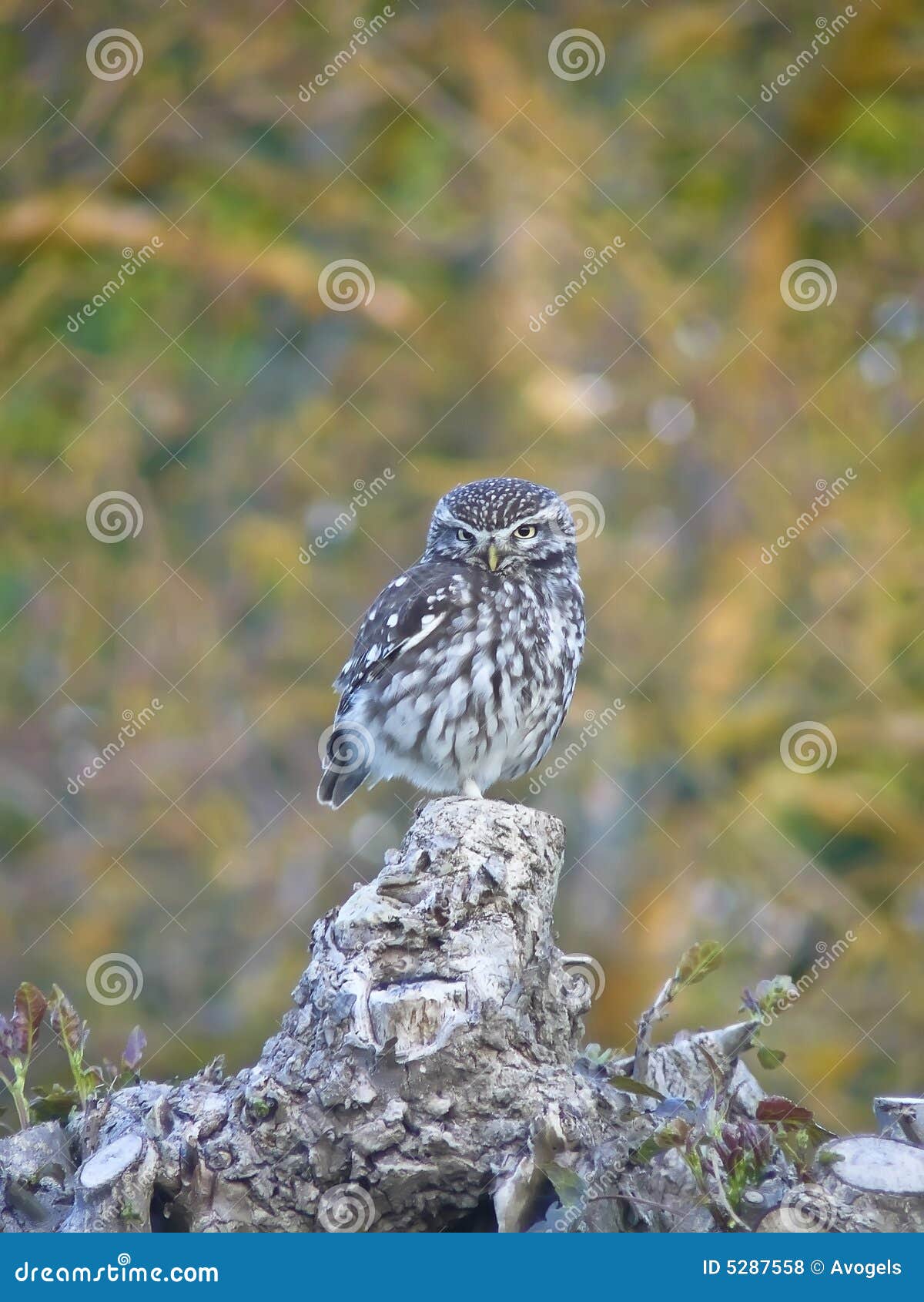 Kleine Eule stockfoto. Bild von baum, sonne, morgen, vogel - 5287558