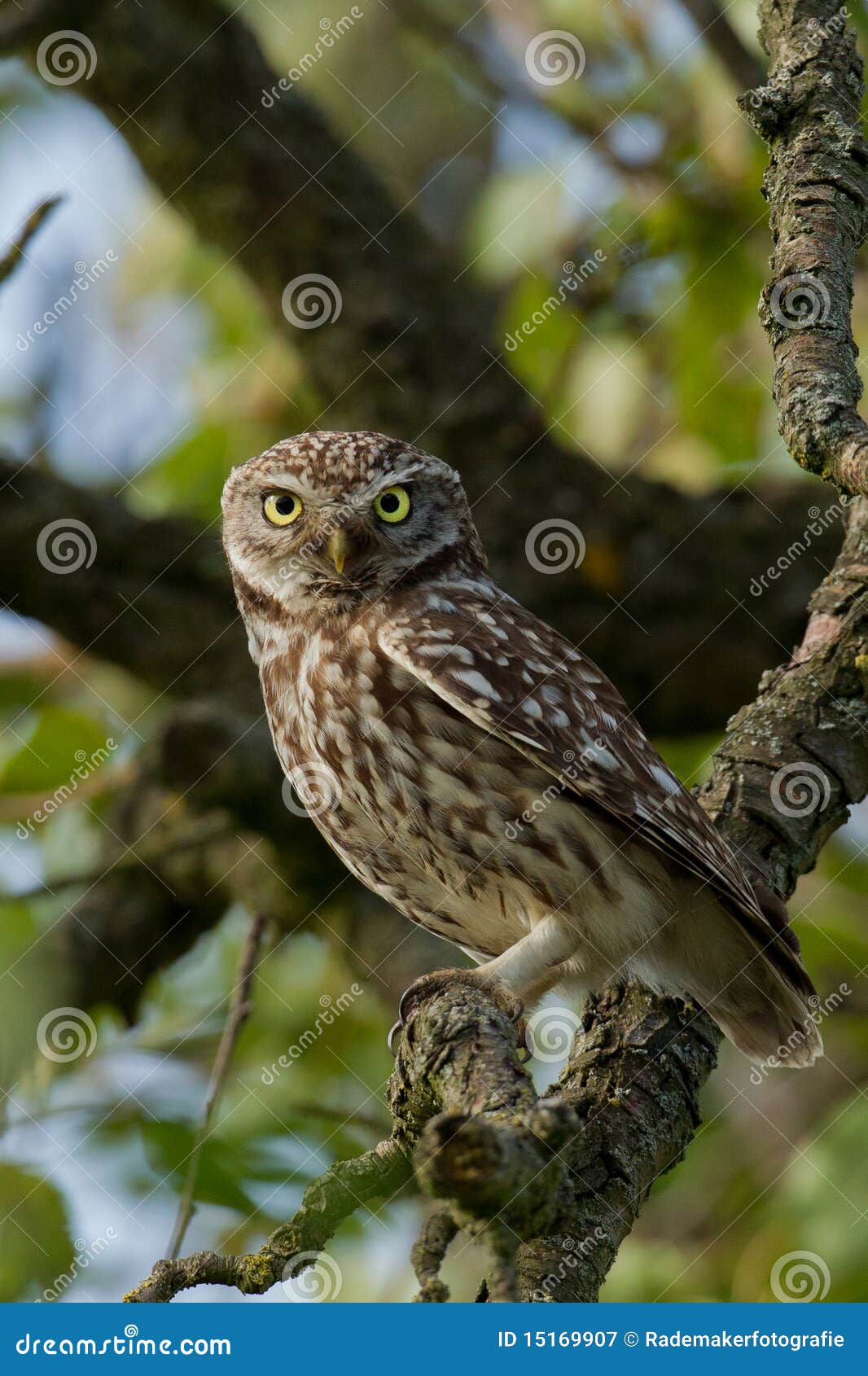 Kleine Eule in Einem Apfelbaum Stockbild - Bild von farbe, kralle: 15169907