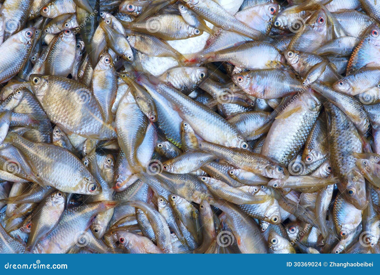 Kleine Fische stockfoto. Bild von marinesoldat, markt - 30369024