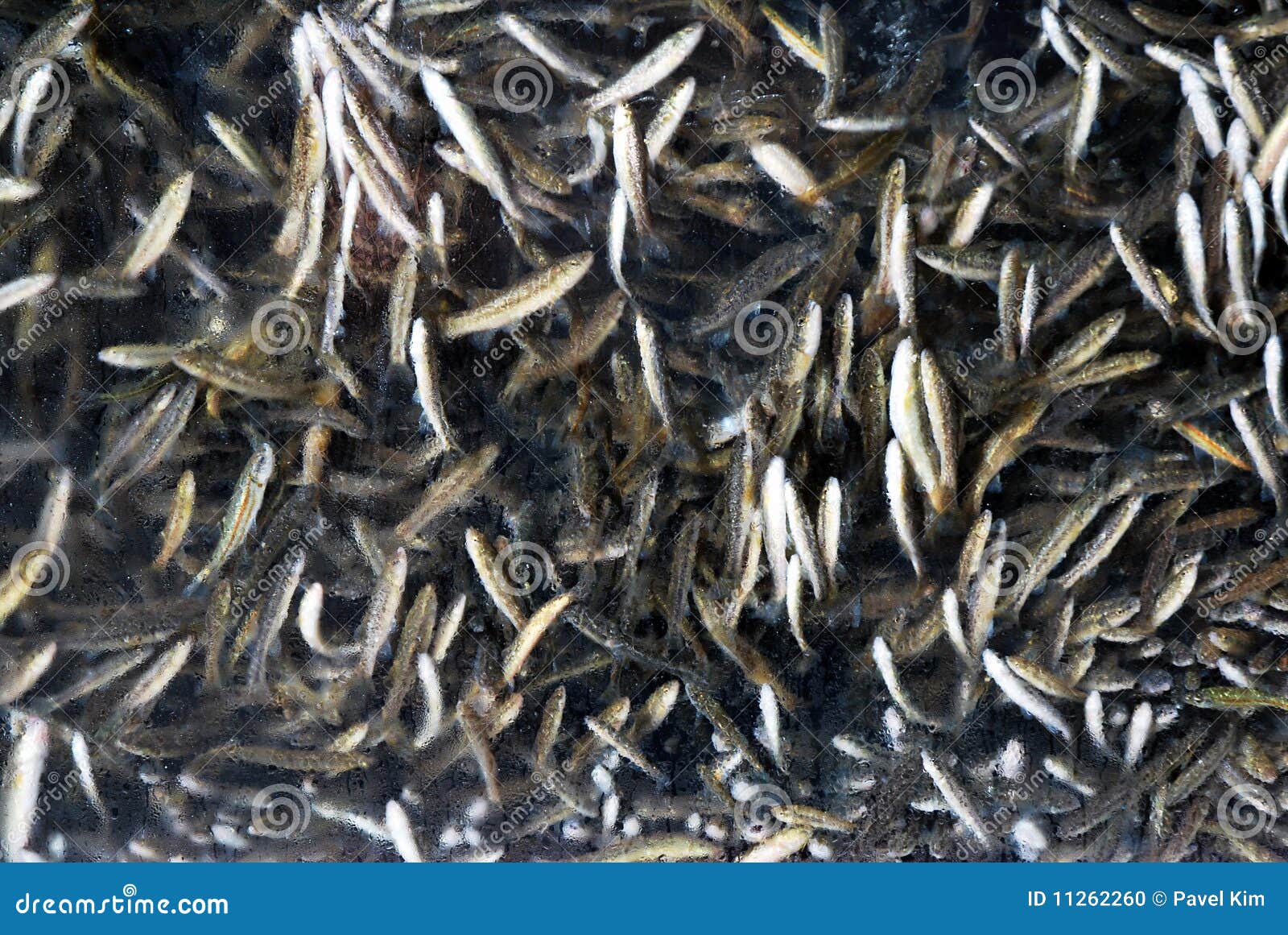 Kleine Fische in Einem Aquarium. Stockfoto - Bild von markt, nahrung ...