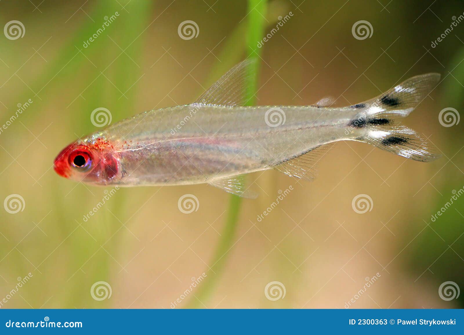 Kleine Fische im Aquarium stockbild. Bild von aquarium - 2300363