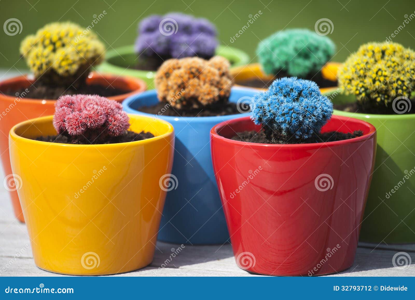 Kleine gekleurde cactussen stock foto. Image of woestijn - 32793712