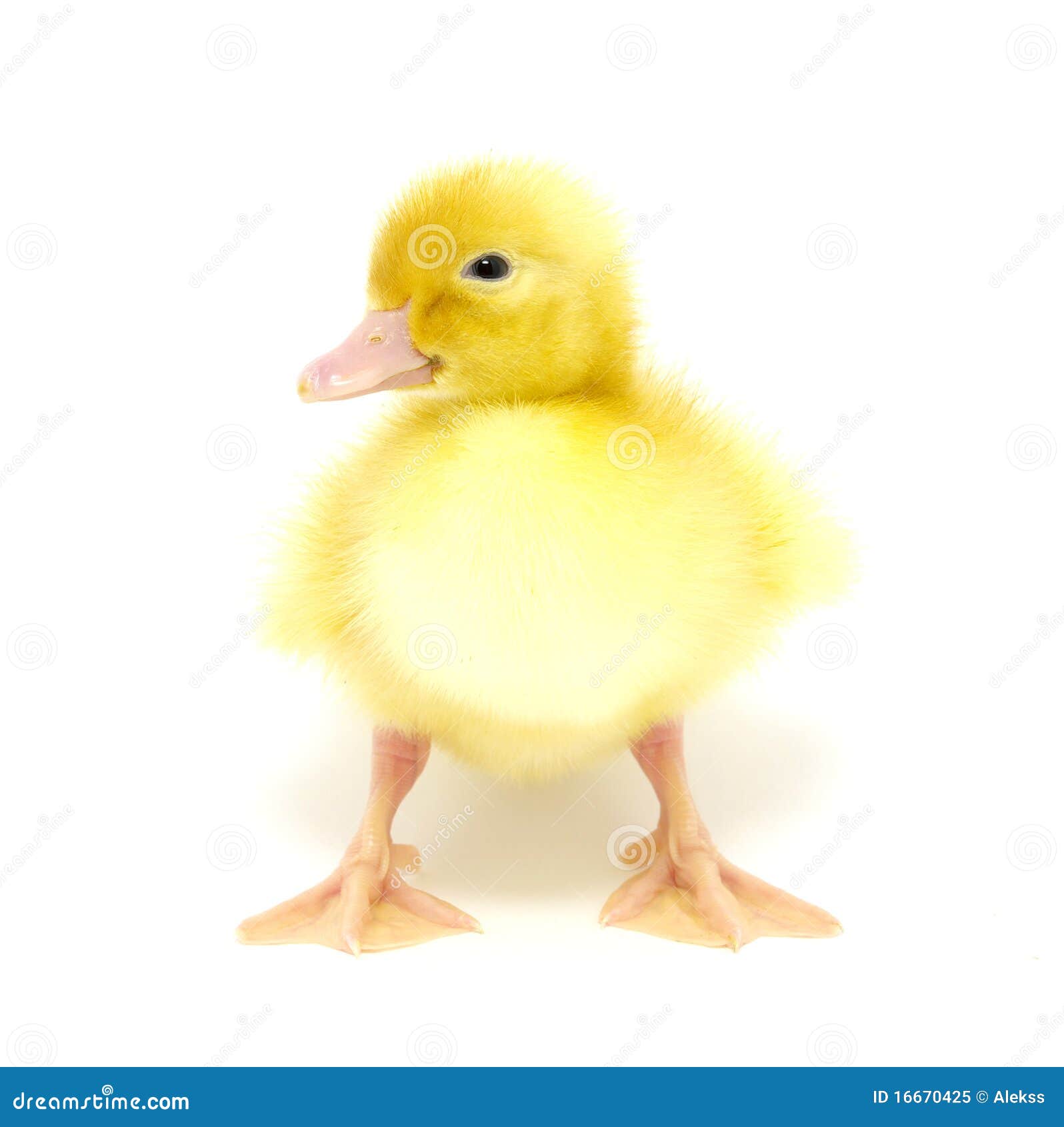 17,152 Kleine Gelbe Ente Stock Fotos - Freie & Royalty-Free Stock Fotos ...