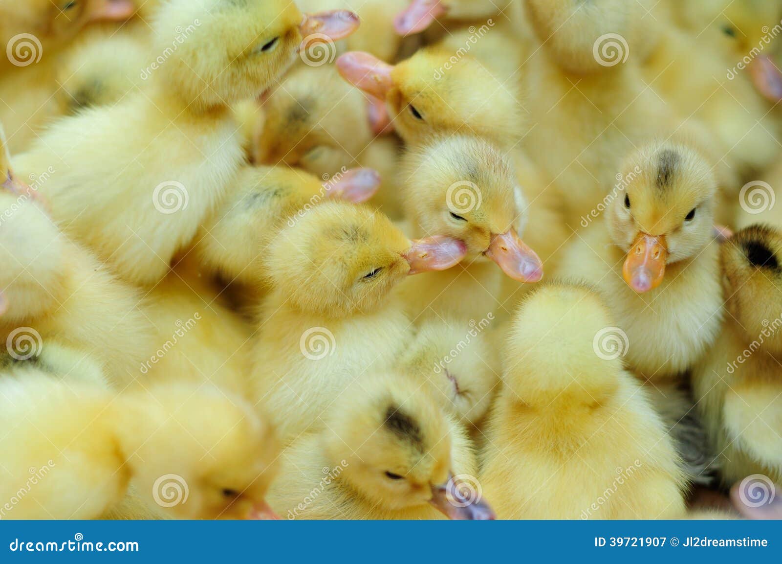 Kleine gelbe Ente stockbild. Bild von gelb, geflügel - 39721907