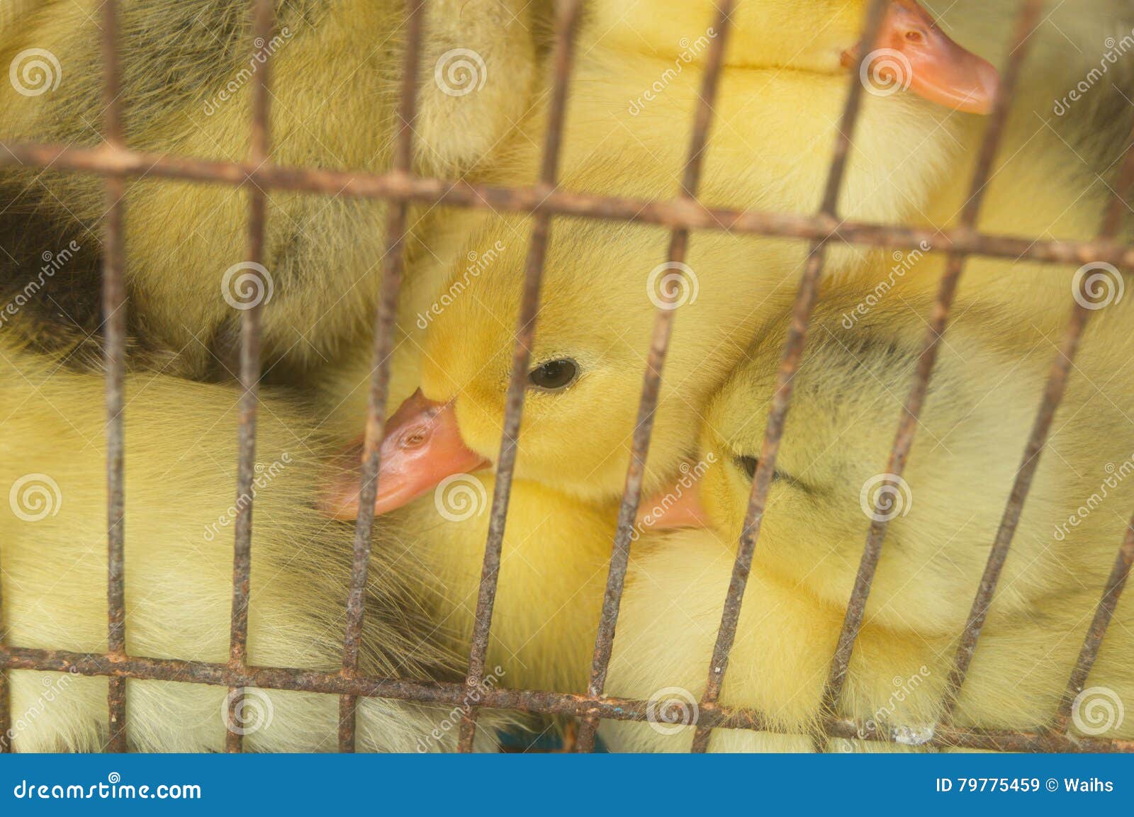 Kleine gelbe Ente stockbild. Bild von hintergrund, nett - 79775459
