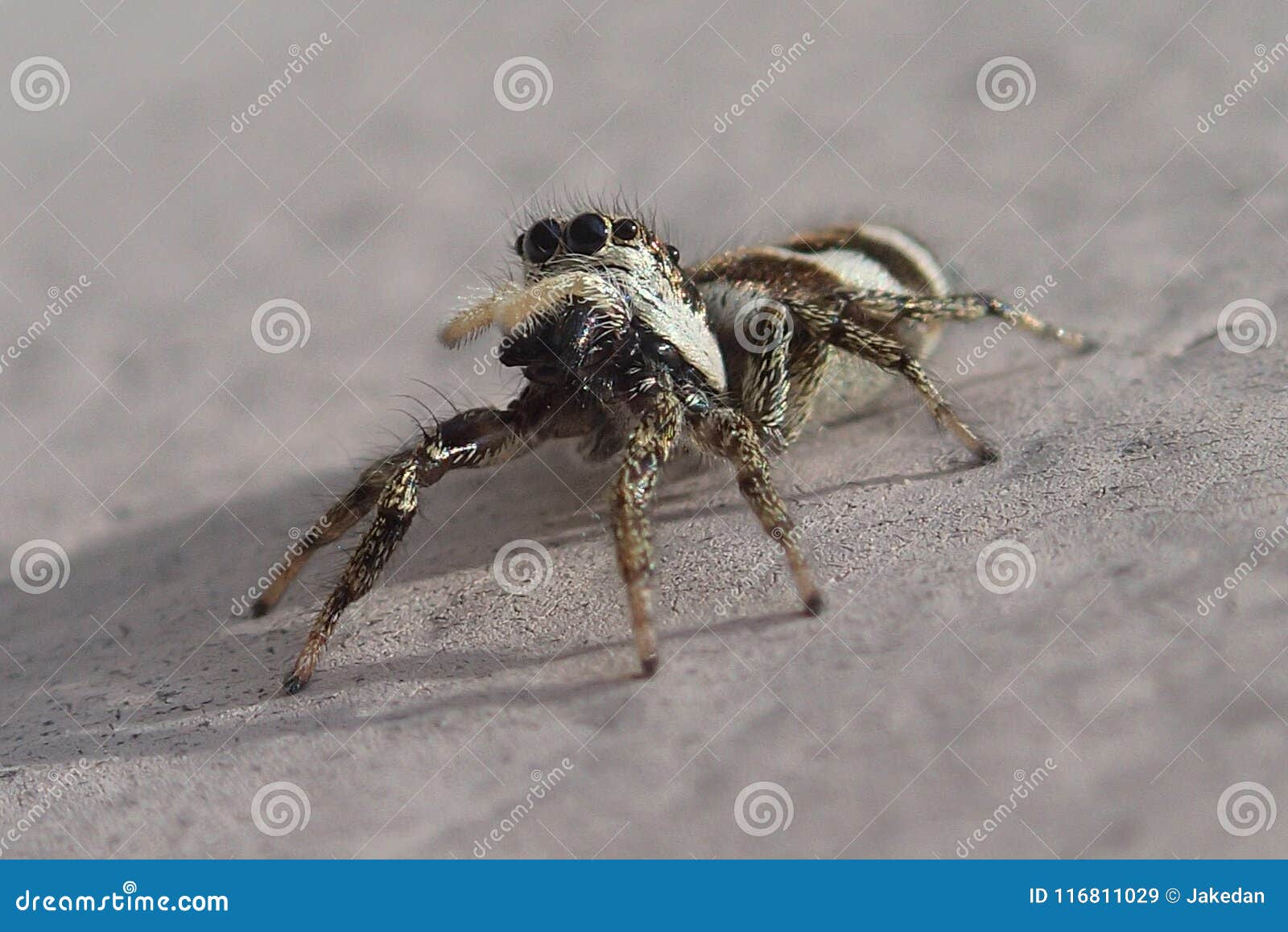 Kleine Gestreifte Springende Spinne Auf Einer Metallwand Stockbild ...