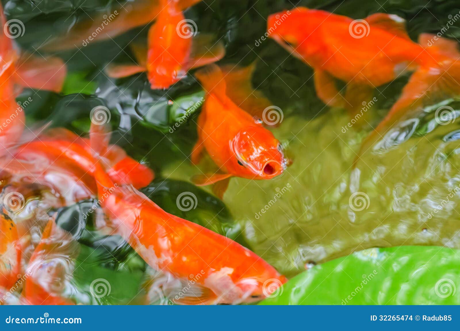 Kleine Goudvis in Een Vijver Stock Foto - Image of uitziend, rivier ...