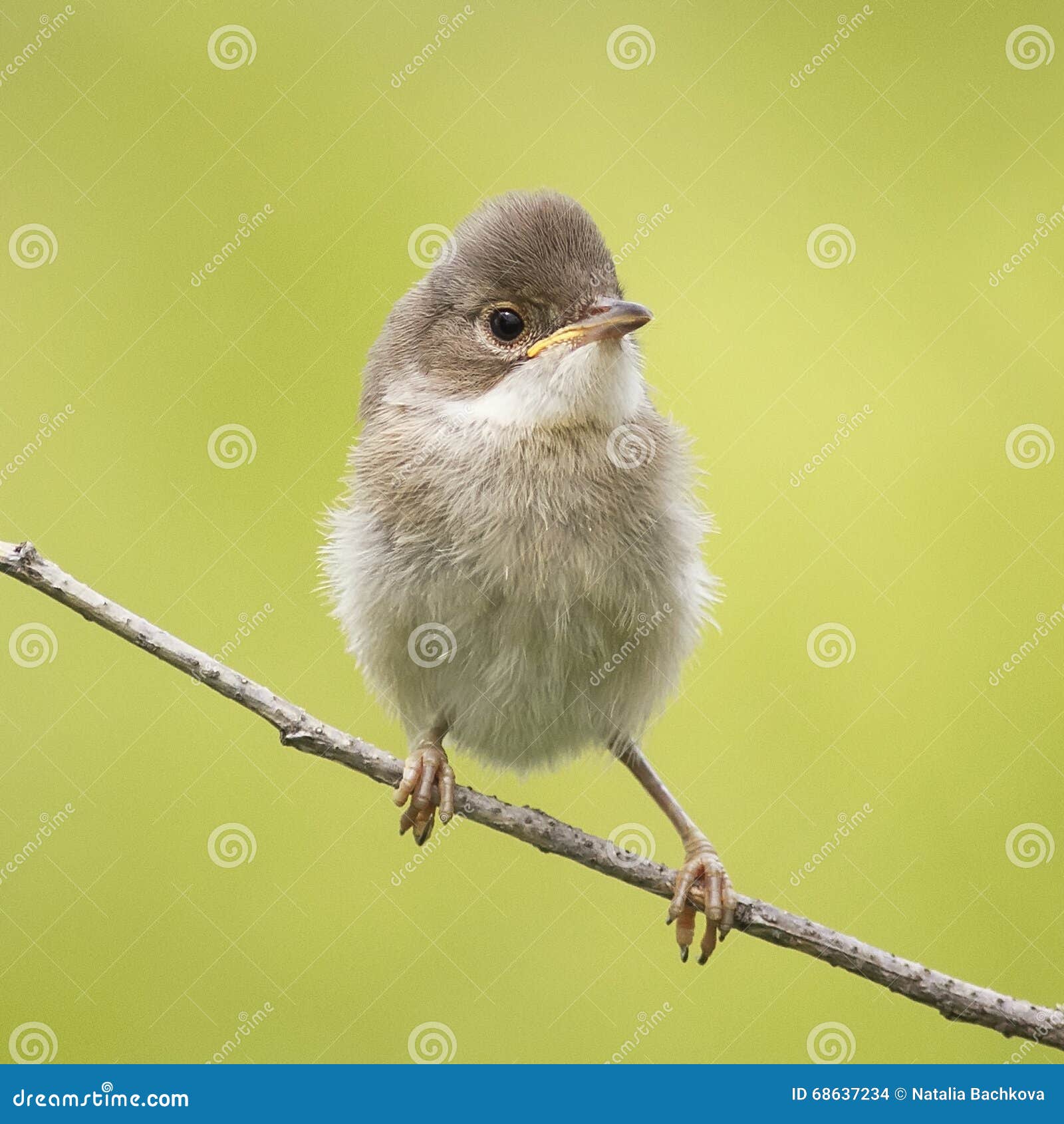 Kleine Grappige Boze Babyvogel Stock Foto - Image of kleurrijk, pluizig ...