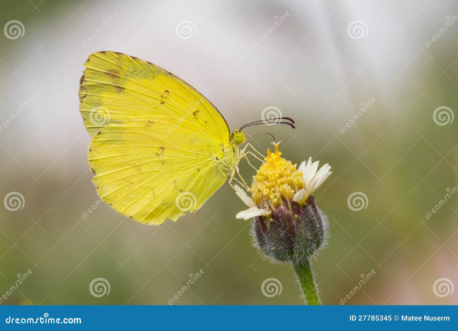 Kleine gras gele vlinder stock afbeelding. Image of naughty - 27785345