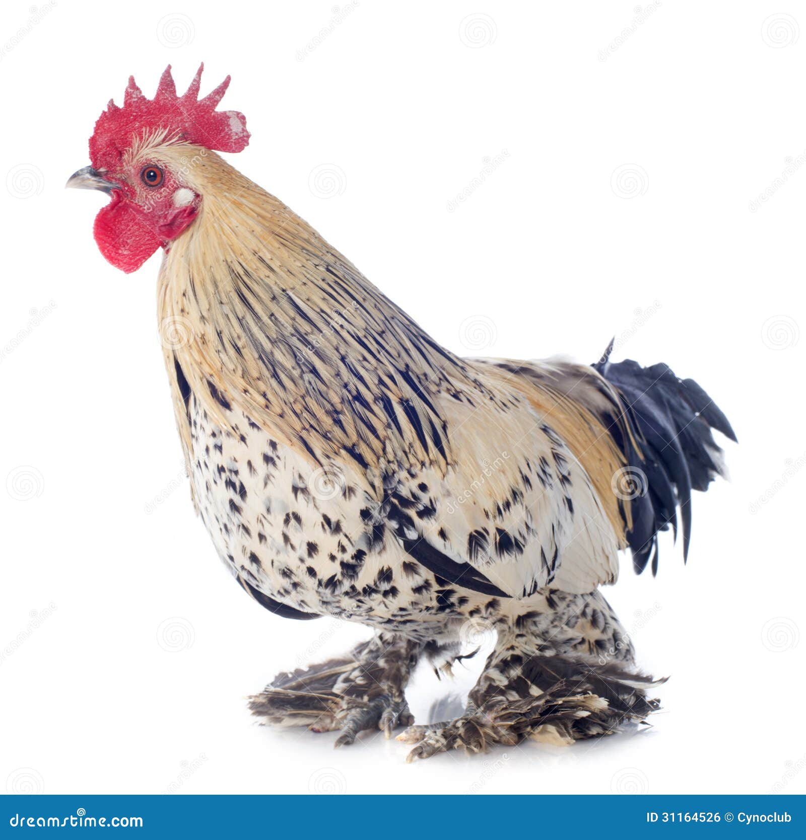 Kleine haan stock foto. Image of kuiken, mannetje, dier - 31164526