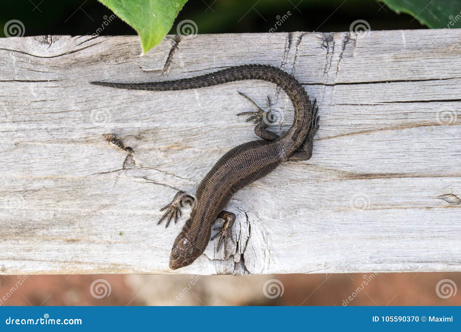 Kleine hagedis stock foto. Image of helder, reptiel - 105590370