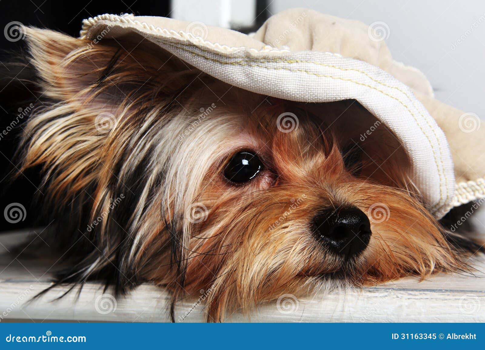 Kleine Hond Van York De Vrij Stock Afbeelding - Image of mooi, mening ...