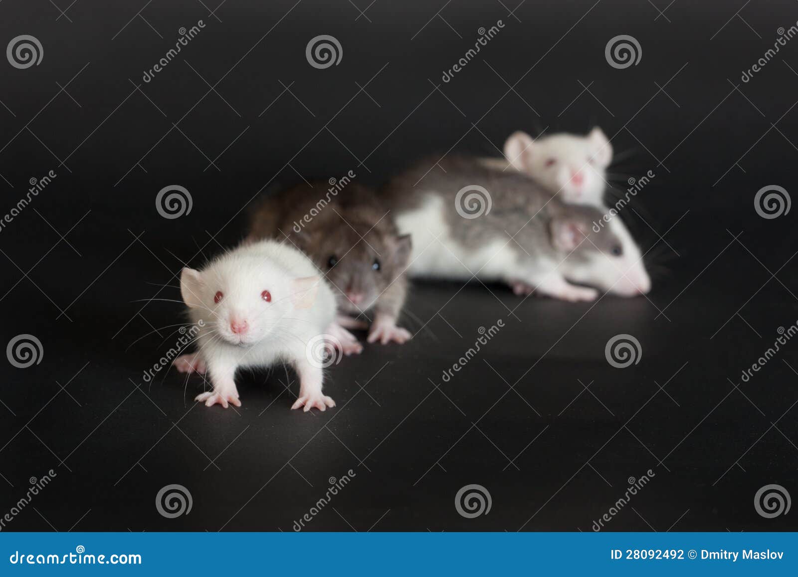 Kleine jonge ratten stock foto. Image of baby, jong, zwart - 28092492