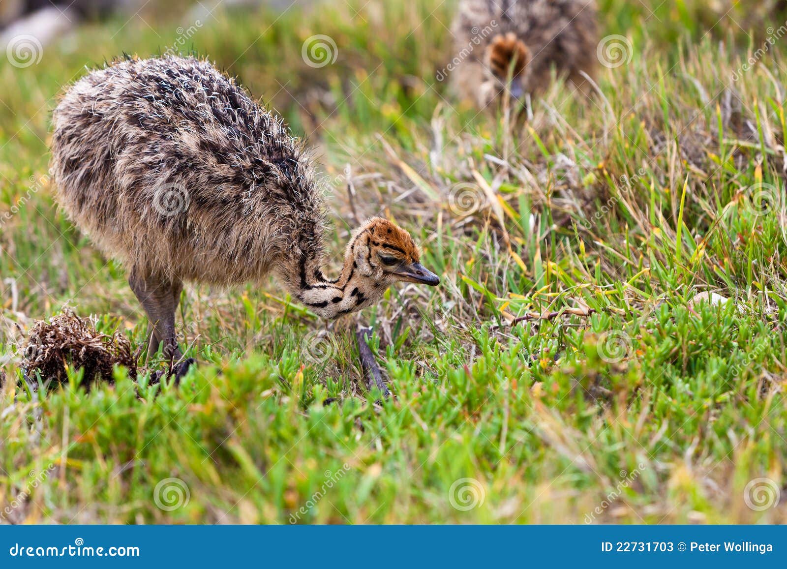 Kleine Jonge Struisvogel Die in Weide Loopt Stock Afbeelding - Image of ...