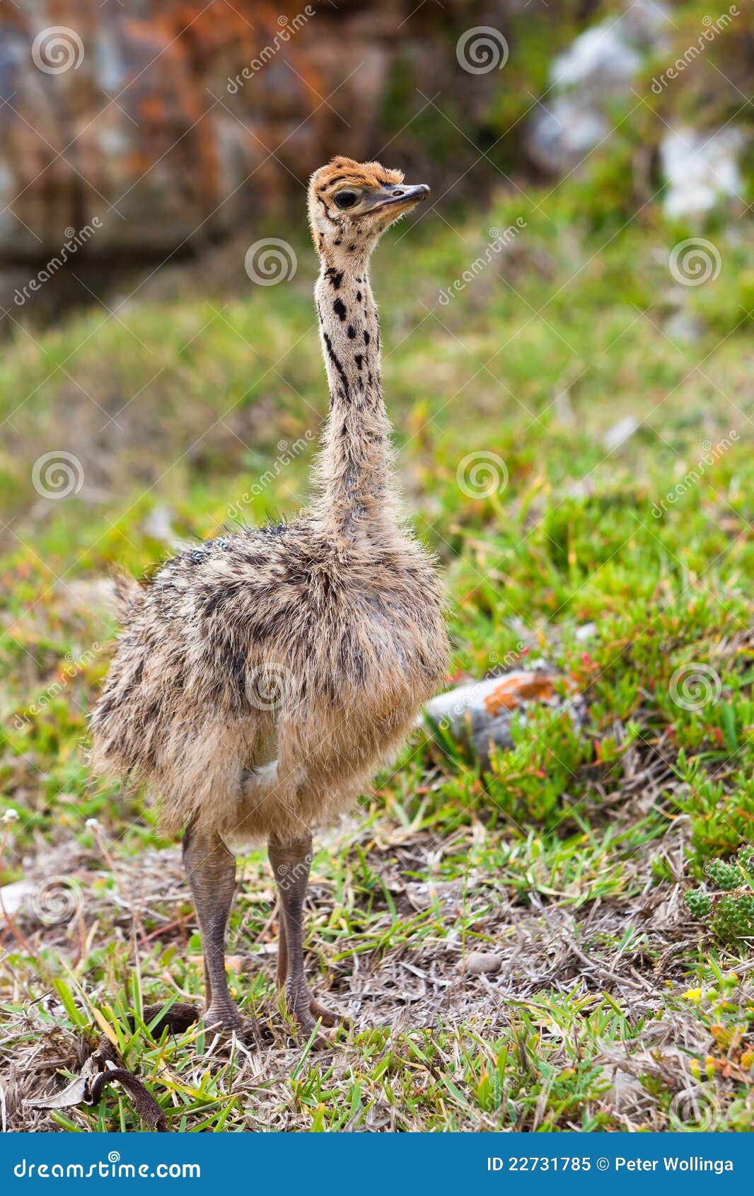 Kleine Jonge Struisvogel Die in Weide Loopt Stock Afbeelding - Image of ...